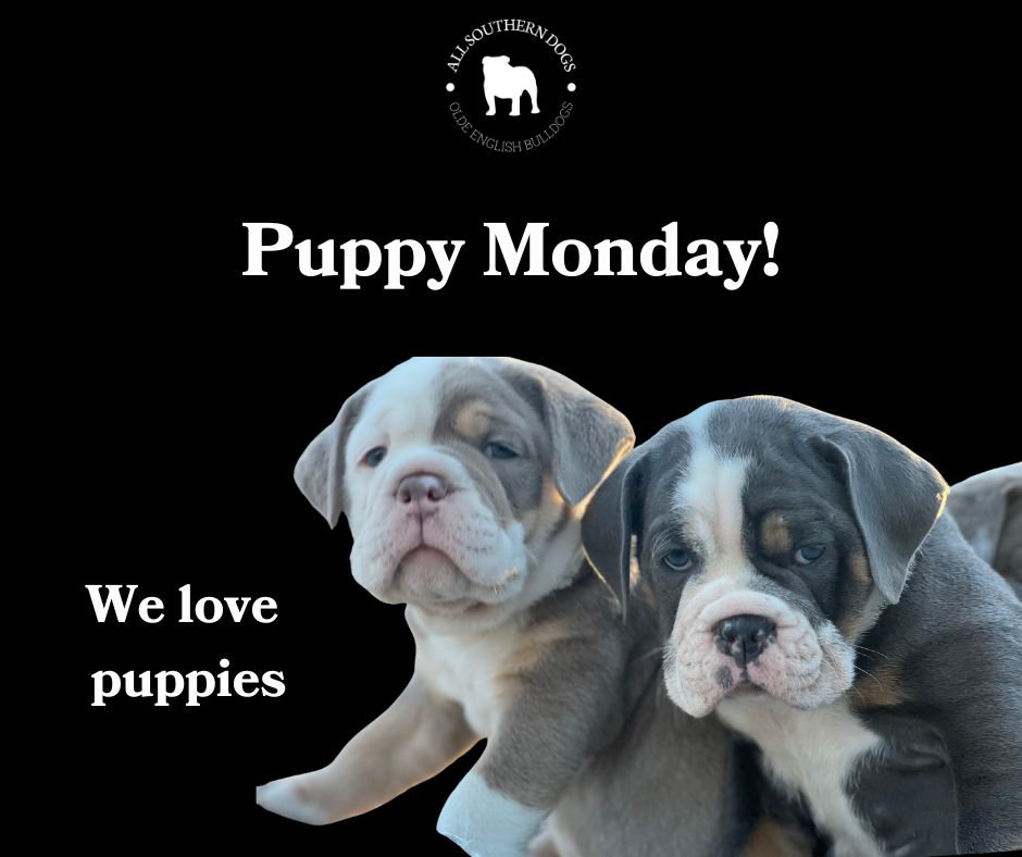 🐶 It’s Monday… and you know what that means at All Southern Dogs! 🐾