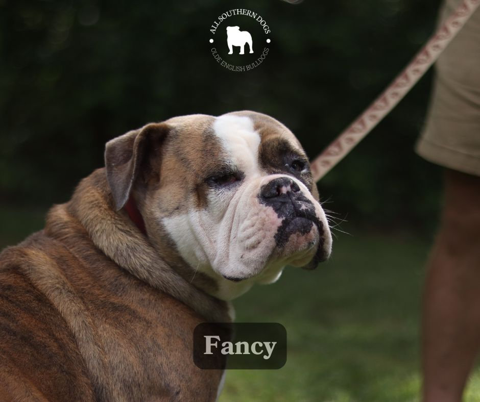 All Southern Fancy | All Southern Dogs