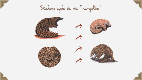 Life Cycle Of A Pangolin: Où Vivent Les Pangolins – NQFLWV