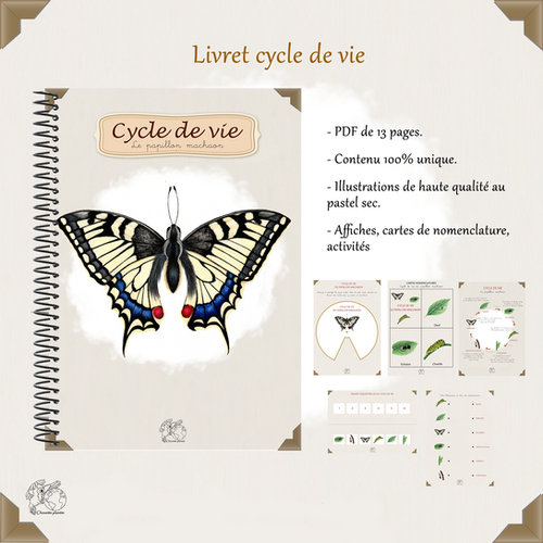 Cycle de vie, papillon machaon | Chouette planete