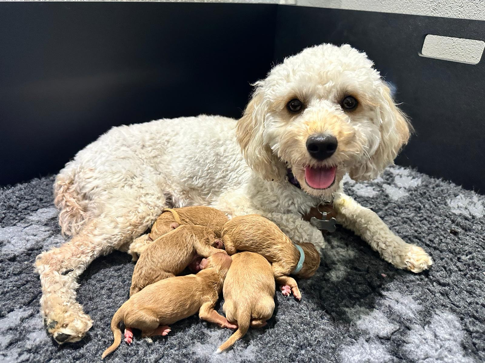 Current Litters | Puppies for sale