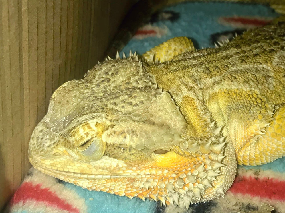 Brumation