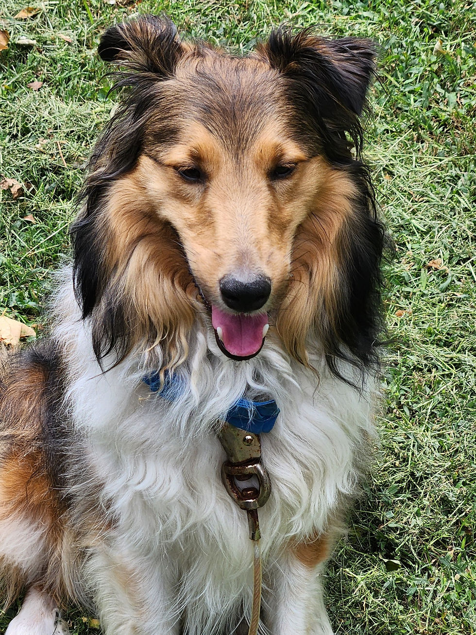 Available Dogs (List) | WNC Sheltie Rescue