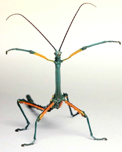 Metallic Blue Stick Insect (Achrioptera Manga) | Lots Of Legs