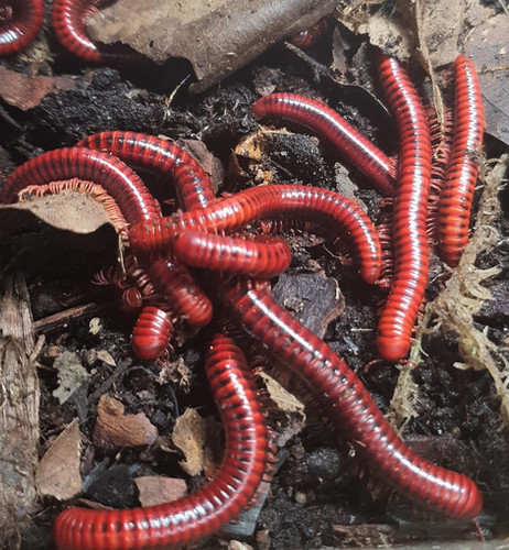 Spotted Fire Millipedes (Centrolobus Splendidus) | Lots Of Legs