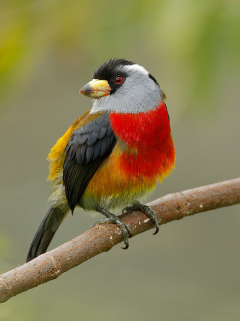 COLOMBIA BIRDING TOURS | OCAMPO EXPEDITIONS | BIRDING COLOMBIA