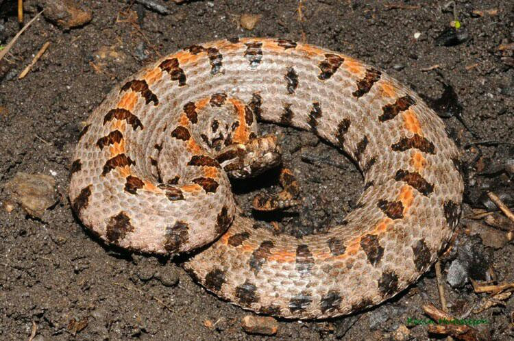 Western Pygmy Rattlesnake