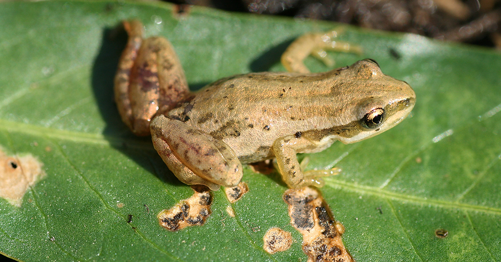 L'Inventaire de la Rainette Faux-Grillon au Québec