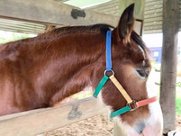 Fertile Poultry Eggs | Hectic Valley Farm