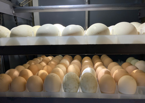 Luck Dip Fertile Eggs | Hectic Valley Farm