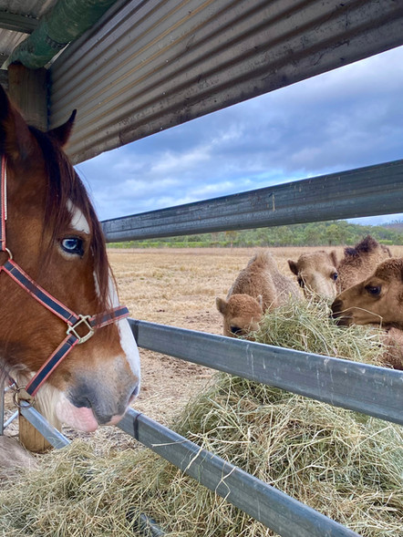 MEET THE ANIMALS | Hectic Valley Farm