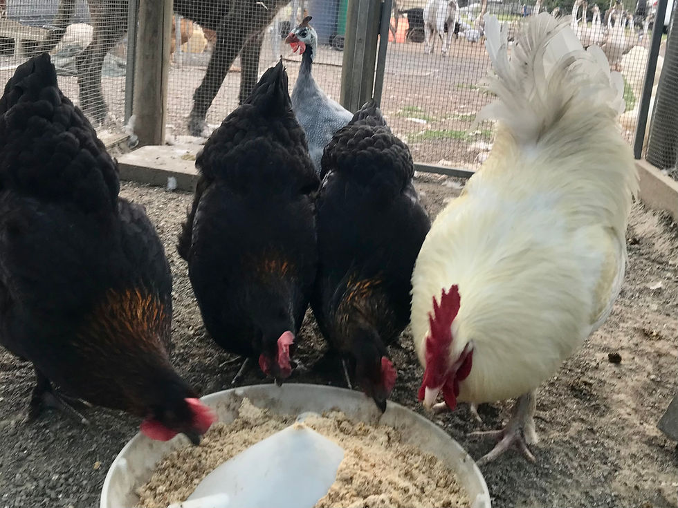 FERTILE EGGS | Hectic Valley Farm