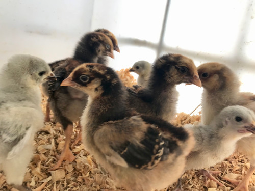 Day Old Chicks | Hectic Valley Farm