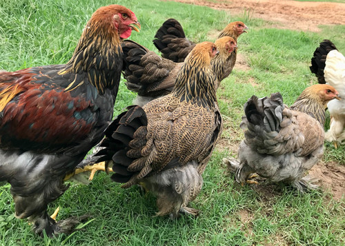 Pullets | Hectic Valley Farm