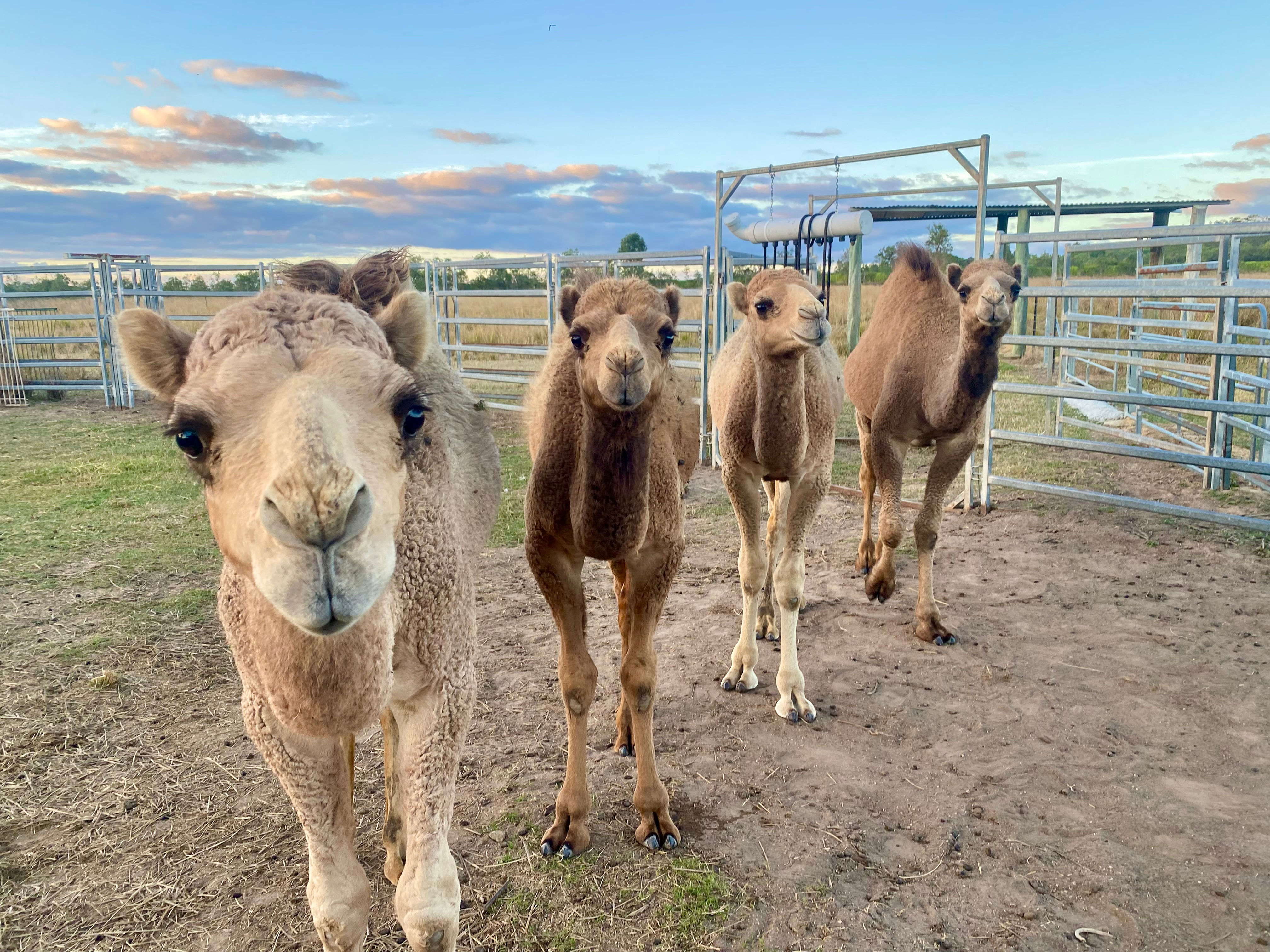 MEET THE ANIMALS | Hectic Valley Farm