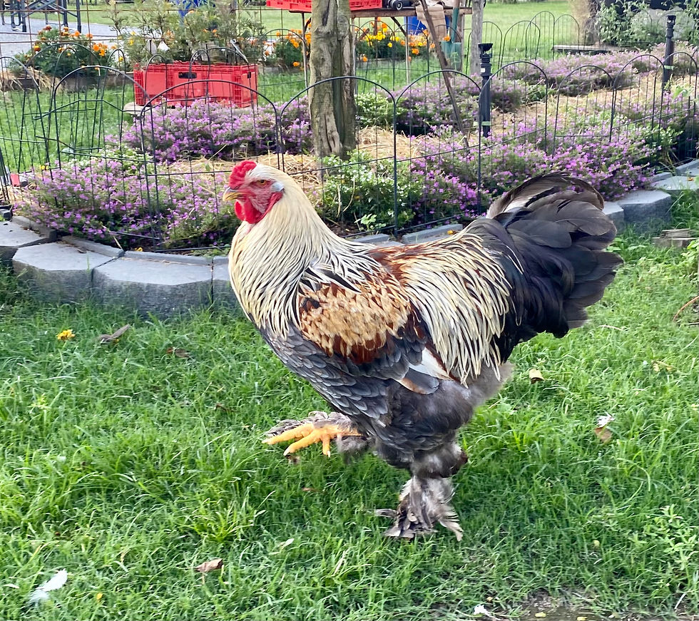 FERTILE EGGS | Hectic Valley Farm