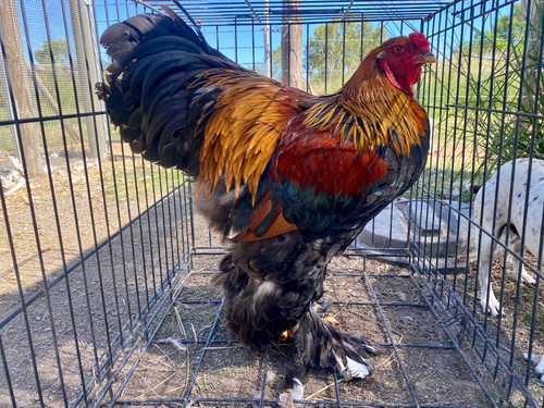 Lucky Dip Brahma - 4 Colours | Hectic Valley Farm