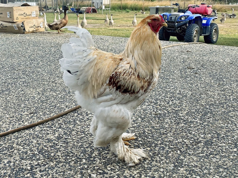 FERTILE EGGS | Hectic Valley Farm