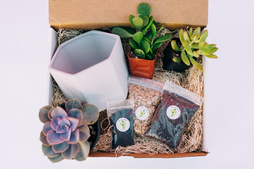 At-Home DIY Succulent Planting Party Kit | succulentnative