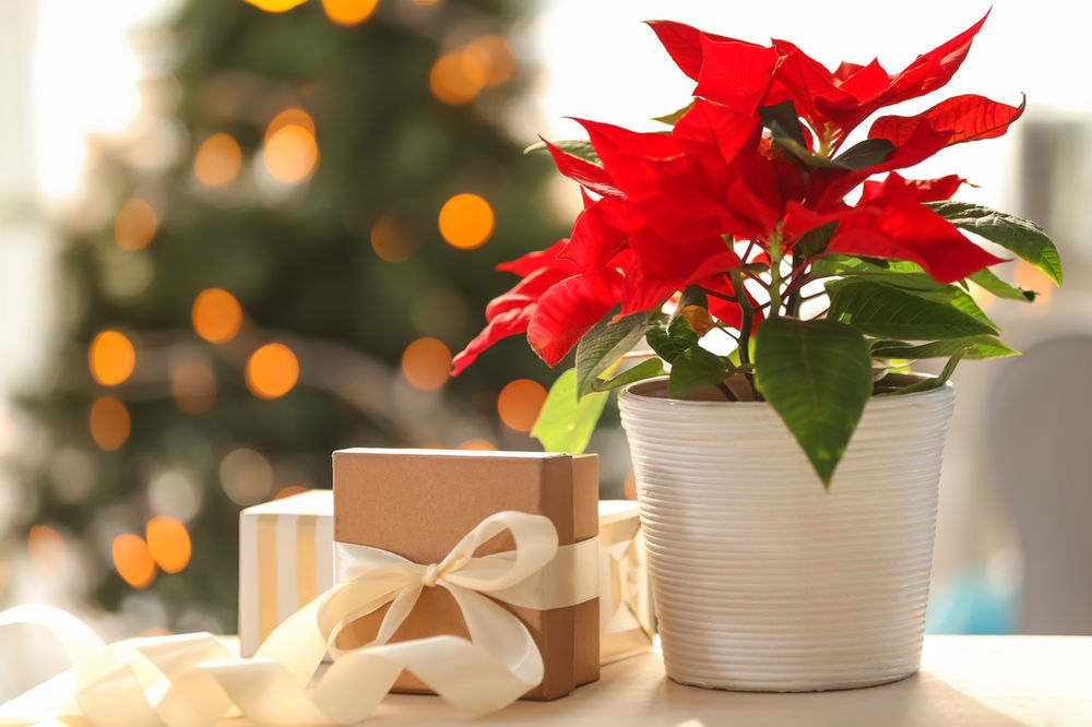 Cuidados de las pastoras navideñas