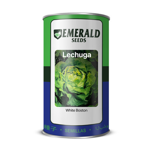 Lechuga White Boston | El Semillero