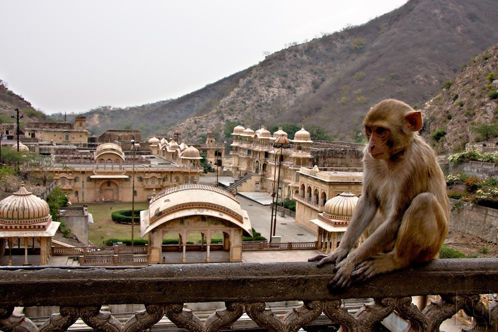 jaipur-an-open-zoo
