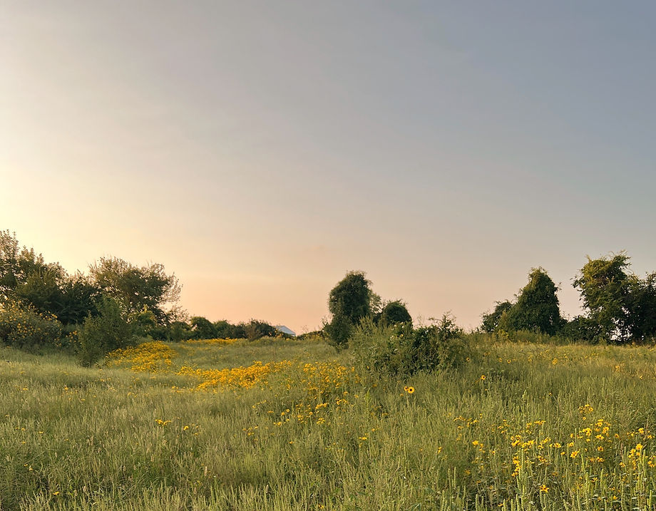 Natural Remedies | Wild Drops Tinctures