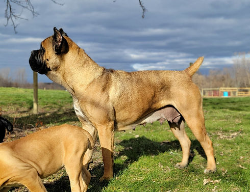 Our Mommas | Platinum Ranch Cane Corsos