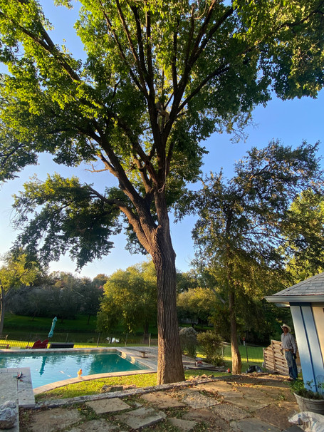 Work Gallery | Paramount Tree Care | #1 in Lucas & FairviewTree Trimming
