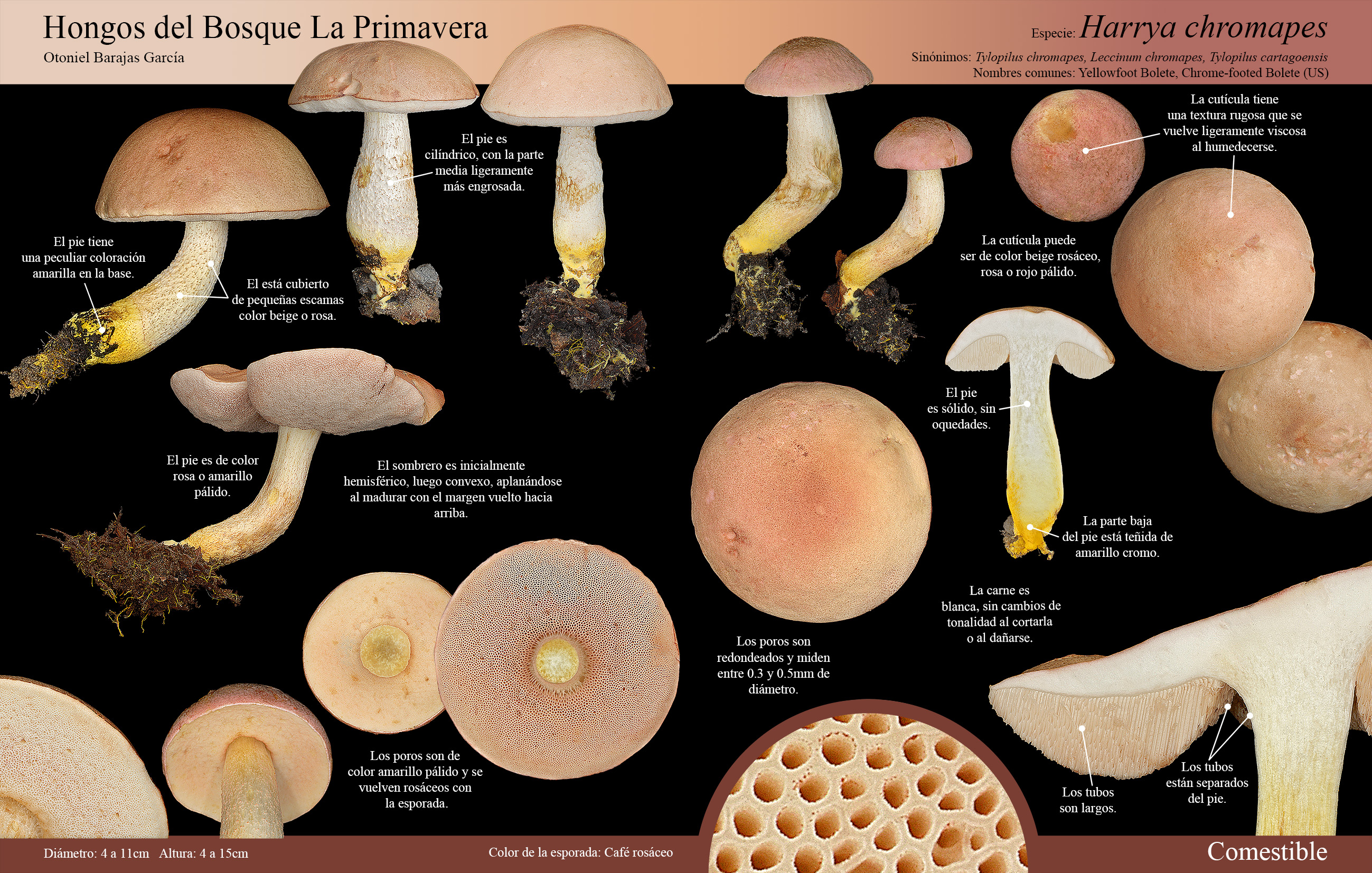 Hongos con sombrero y tubos | hongos-la-primavera