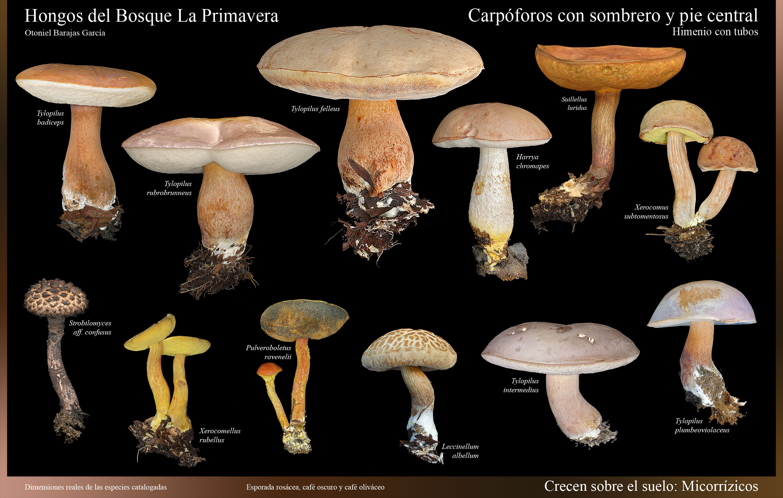 Hongos con sombrero y tubos | hongos-la-primavera