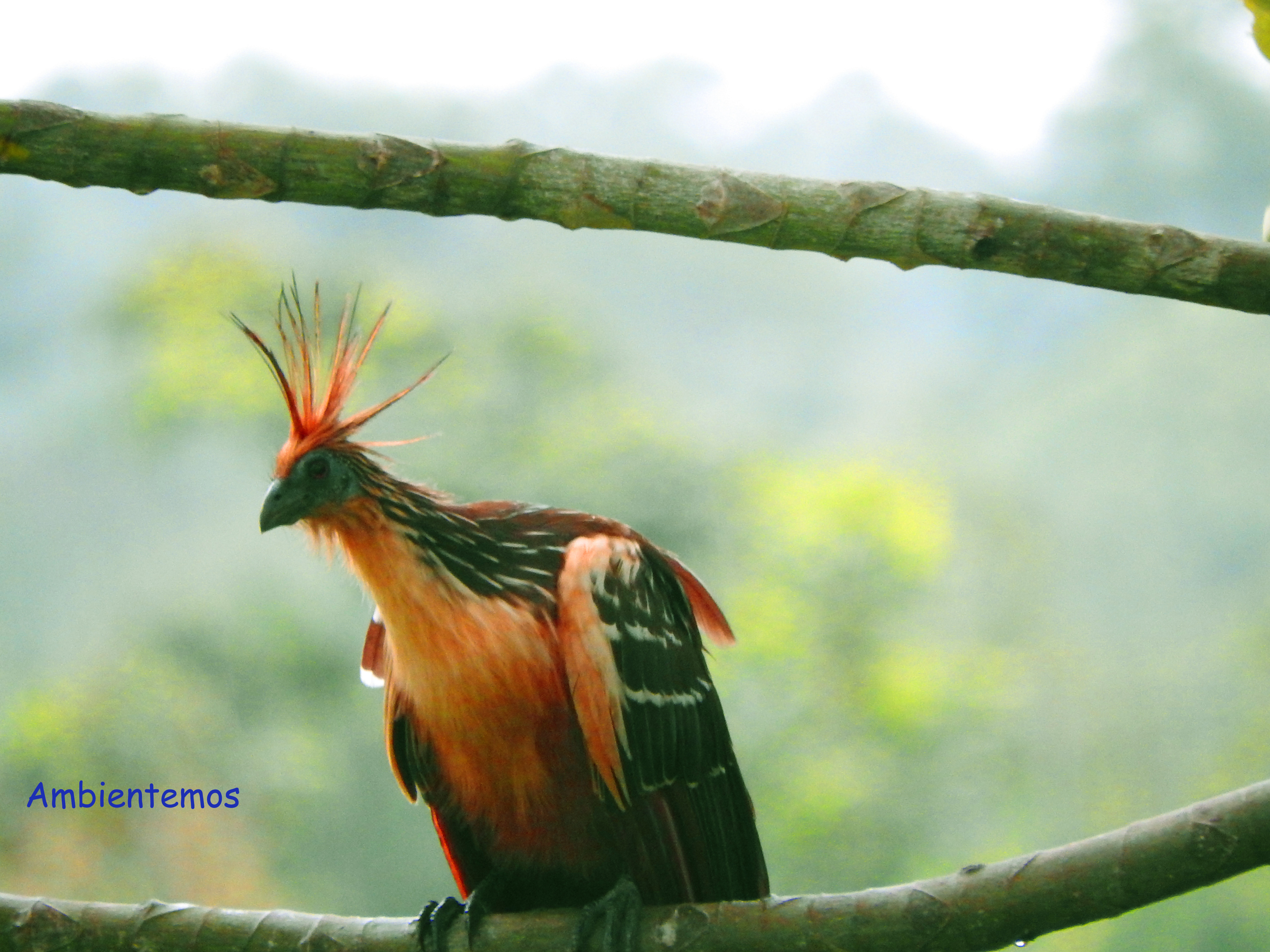 FOTOGRAFÍAS | ambientemos
