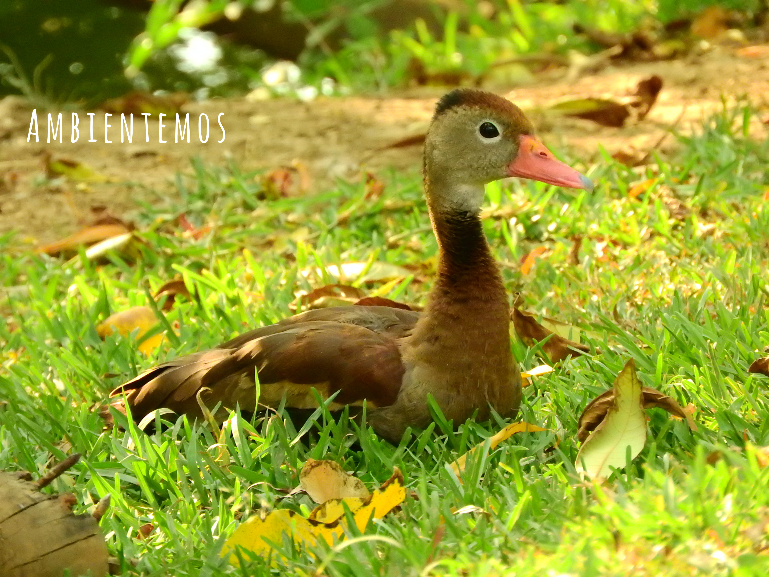 FOTOGRAFÍAS | ambientemos