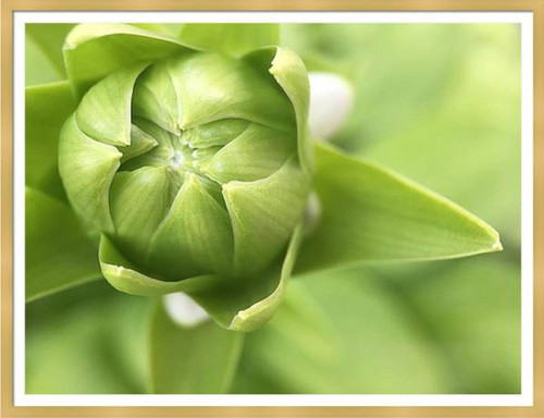 Green Flower Bud | websiteg