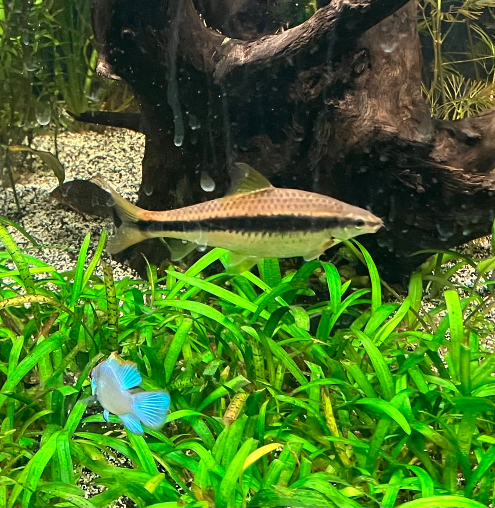 Trio of Flying Fox Fish FS | Potomac Valley Aquar