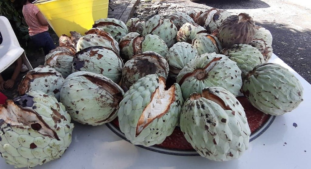 Ilamas 'inundan' el sur mexiquense