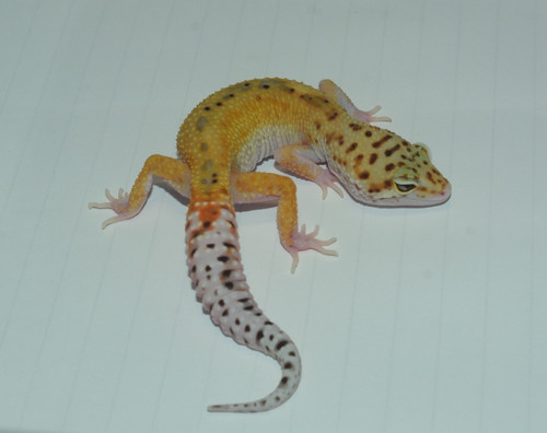 Tangerine Eclipse het Rainwater Albino | My Site