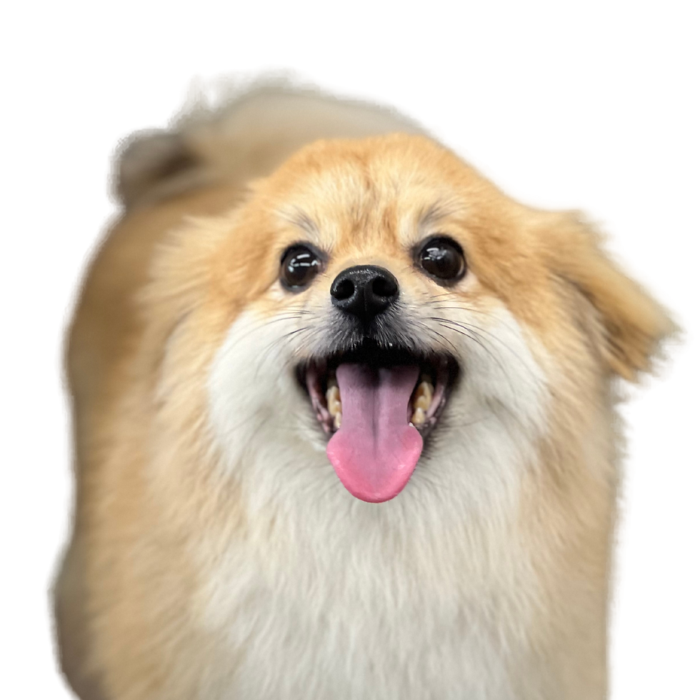 Shampooch Pet Wash & Grooming Boutique | dog wash | 819 North Federal ...