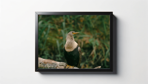 Curious Anhinga Print | Terra Photography LLC