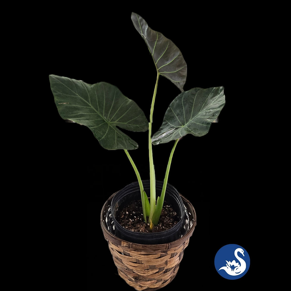 Home | Sandy's Flowers & More | Free Delivery | Ottawa, Canada
