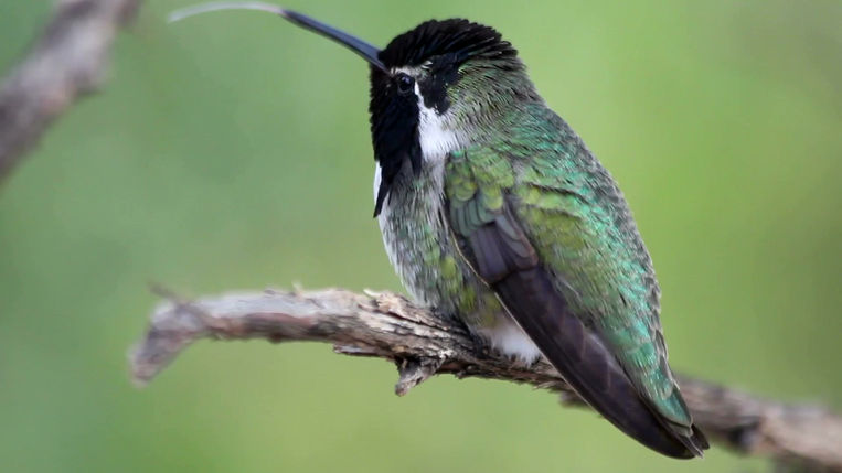 Nectar DOTS - Hummingbird Facts