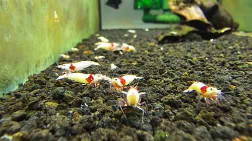 Pure Red Line Shrimp | Simply Shrimp