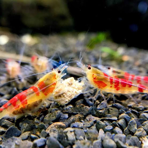 Red and Black Calceo Shrimp | Simply Shrimp