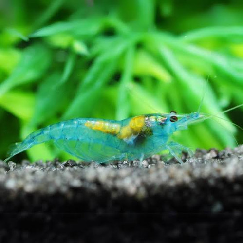 Blue Jelly Shrimp | Simply Shrimp