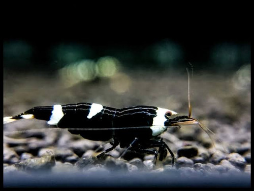 Super Crystal Black Shrimp Ninja | Simply Shrimp