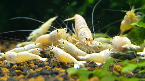Pure White Line Shrimp | Simply Shrimp