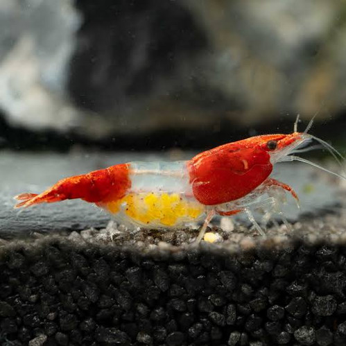 Red Rilli Shrimp | Simply Shrimp