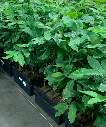 Hybrid Chestnut Seedlings - Giant Badger II | Plate Seedlings