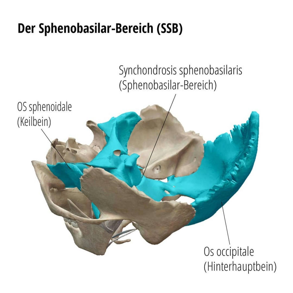 Der Sphenobasilar-Bereich - eine der wichtigsten und zugleich ...
