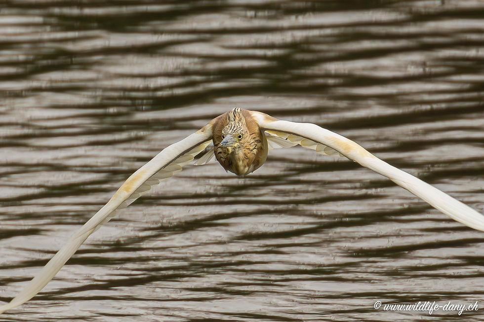 Nouveautés | wildlife-dany